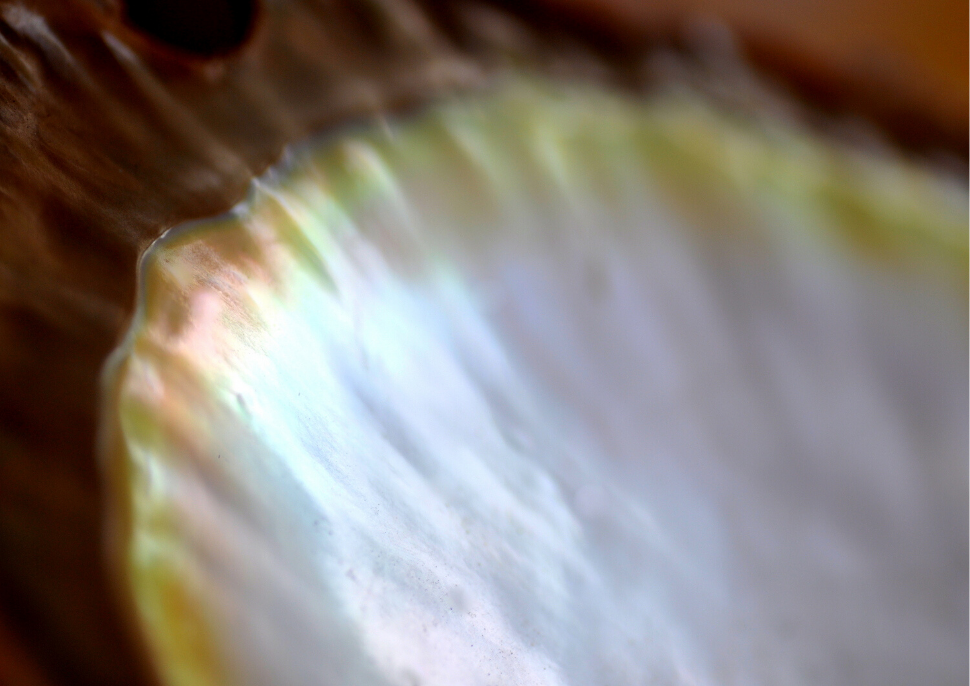 Quality Factors: Pearl Color – OCEANA PEARLS